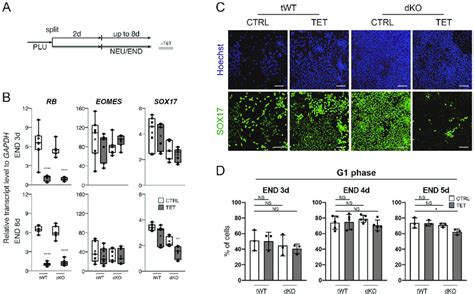 Endoderm Differentiation Of Twt And Dko Hescs A A Schematic Drawing Download Scientific