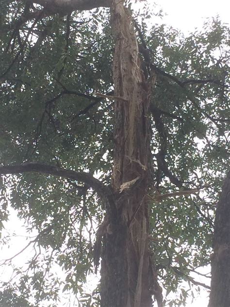 Tree Struck By Lightning Extreme Storms