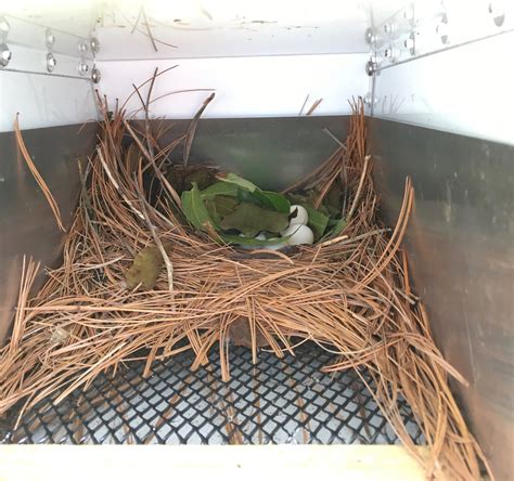 Chirpynest Peaceful Valley Purple Martins