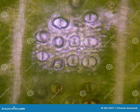 Stomata In The Plant Leaf Stock Image Image Of Tissue 58213097