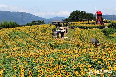 함안군 제11회 강주해바라기 축제 개막