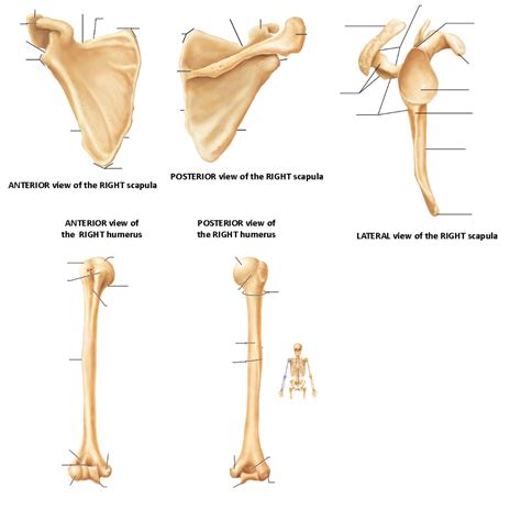 Diagram Of LAB UPPER APPENDICULAR SKELETON Quizlet