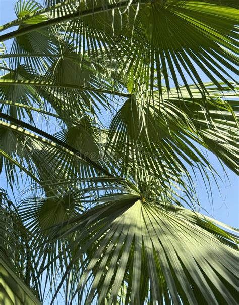 Pritchardia Pacifica Or Fiji Fan Palm Tree With Blue Sky In The Garden