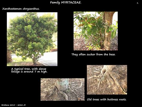 Xanthostemon Chrysanthus Botany Brisbane