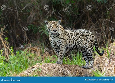Jaguar Hunting In The Northern Pantanal Stock Image Image Of Grosso