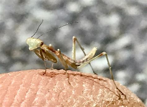 Tiny Mantis Rdamnthatsinteresting Tiny Mantis Rdamnthatsinteresting