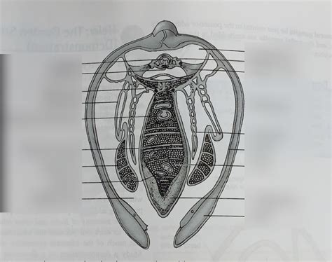 Bivalve Diagram Bivalve Anatomy Diagram