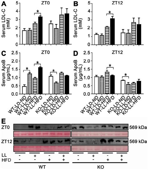 Lipid Transportation Out Of Liver Was Increased In Wt Mice Exposure To
