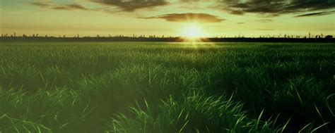 Biomass Pellet Plants Napier Grass