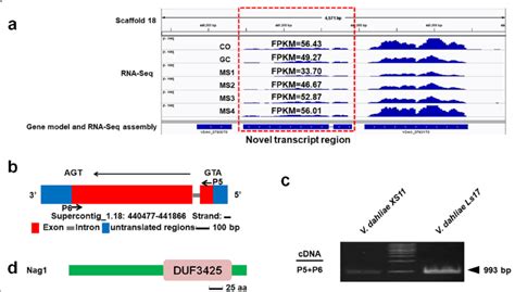 Identification Of A Novel Unannotated Gene With Rna Seq Data And Download Scientific Diagram