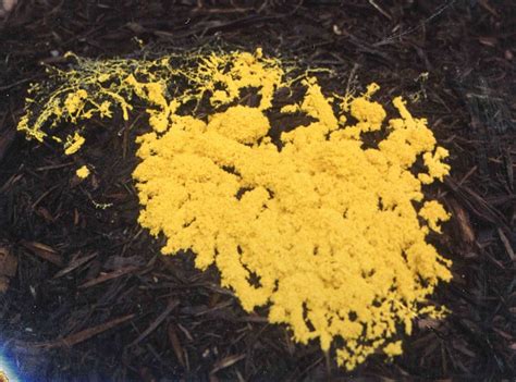 Difference Between Mold And Mildew Definition Structure Characteristics Use Similarities