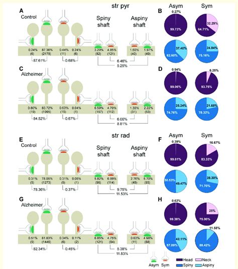 Representation Of The Distribution Of Synapses According To Their Download Scientific Diagram