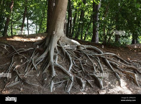 Tree Roots Visible Through Ground In Forest Stock Photo Alamy