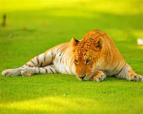 Tigon A Hybrid Of Tiger And Lioness