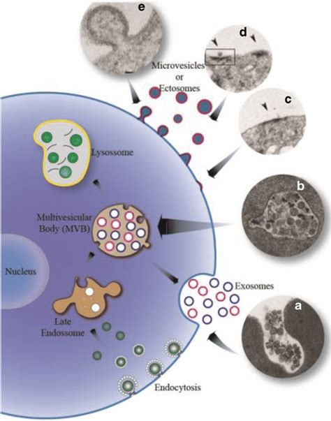 Secretory Vesicles Definition