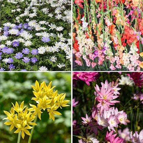 Plants Outdoor Garden Ready Bees And Butterflies Bulbs Collection Big