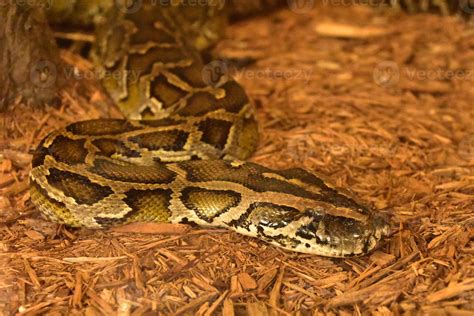 Large Burmese Python Snake In A Pile Of Wood Chips 19577421 Stock Photo