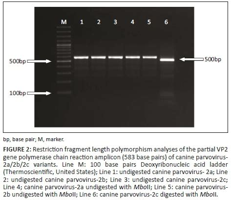 Molecular And Restriction Fragment Length Polymorphism Analysis Of