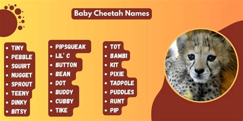 300 Cheetah Names Funny Cute And Popular Ideas