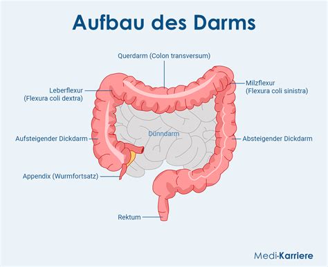 Dickdarm Aufbau Und Funktion Medi Karriere