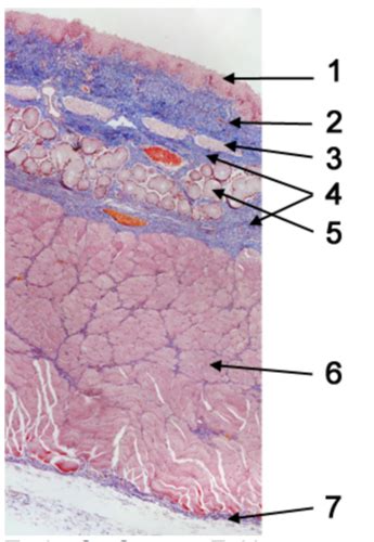 GI Unit 2 Lab Flashcards Quizlet