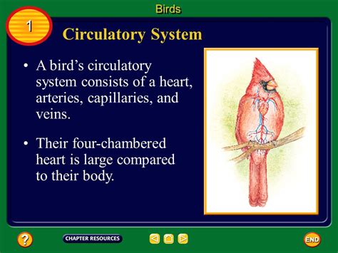 Bird Circulatory System