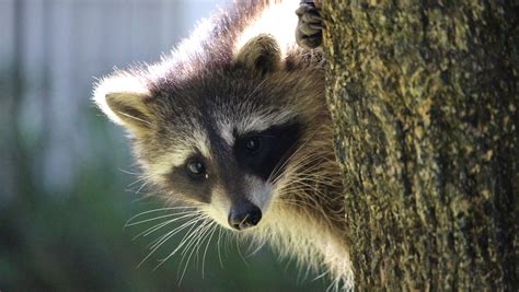 Zombie Like Raccoons Are Terrifying Ohio Residents