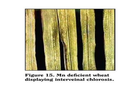 Bsc Ag 1st Year Nutient Deficiency Symptoms New Microsoft Office