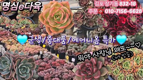 명심e 군생다육입니다♡49수 Youtube