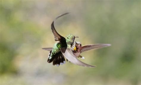 Hummingbird Mating Things You Probably Didn T Know
