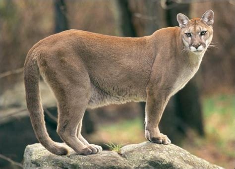 Types Of Cougars In North America Types Of Cougars In North America