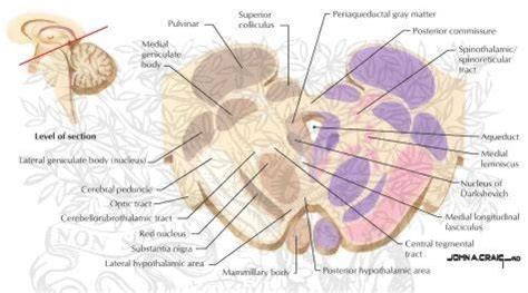 Myneurologytips Midbrain Section