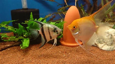 Angelfish Mating Behaviour Before Spawn Youtube