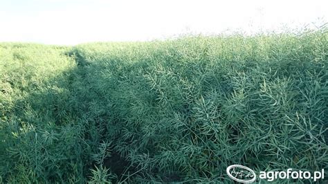 Exception zdjęcie fotka foto numer Galeria rolnicza agrofoto