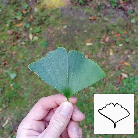 How To Draw Leaves Simple Or Detailed How To Draw Leaves Simple Or Detailed