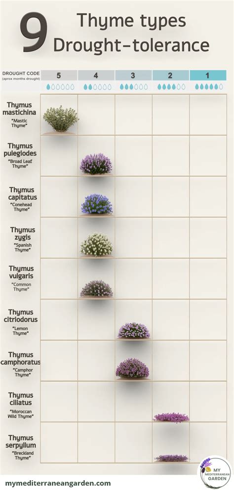9 Thyme Plants For Your Dry Garden