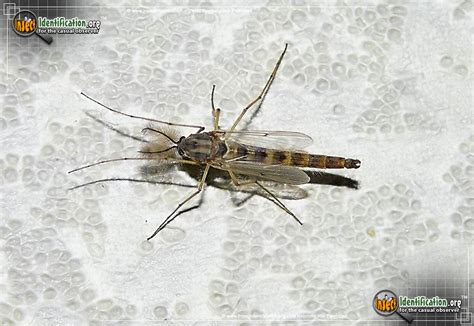 Midge Fly Insect