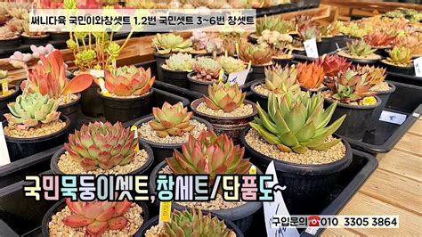 저렴한 묵둥이국민이셋트중품 창셋트써니다육현아다육 Youtube