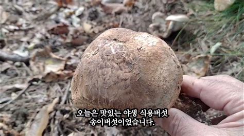 송이버섯 발견맛있는 야생식용버섯 버섯산행 Youtube