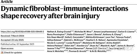 Nature 成纤维细胞——脑损伤修复的“双面卫士” 知乎