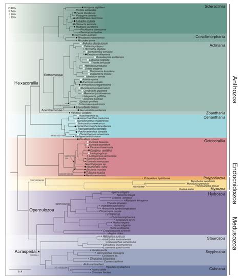 Maximum Likelihood Phylogeny Of Cnidaria Estimated From An Untrimmed