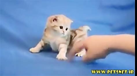 بازی کردن با گربه ناز