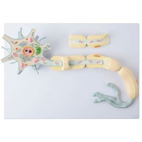 Neuron With Dendrite And Axon 2500x Enlarged 2 Parts Sku Mg23433