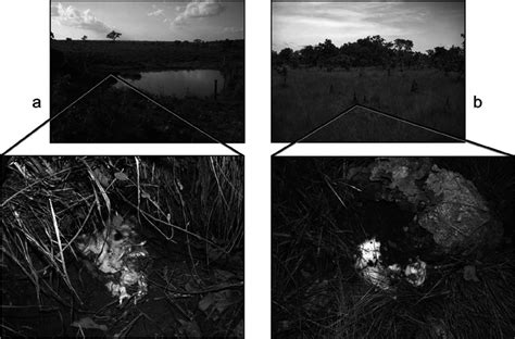 Documentation Of Oviposition Sites Of Leptodactylus Vastus A San Download Scientific