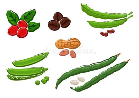 Cartoon Legumes Stock Illustrations 654 Cartoon Legumes Stock