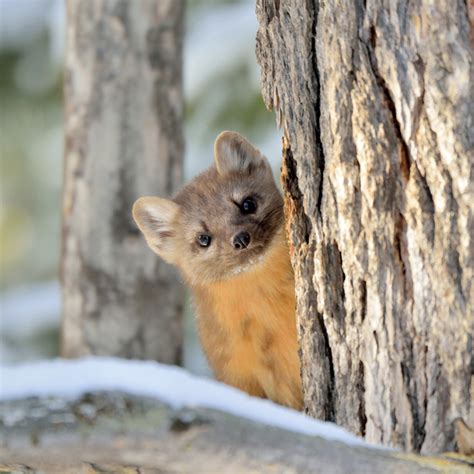 4 Things You Didnt Know About Coastal Humboldt Martens — Oregon