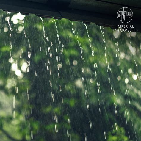 Understanding Your Daymaster — Gui Water 癸水 Imperial Harvest