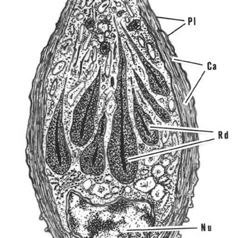 Schematic Drawing Showing The Principal Morphological Characteristics