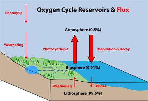 Oxygen Cycle Meaning Steps Diagram With Images And FAQs