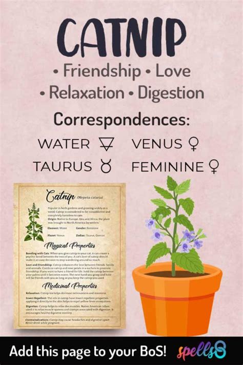 Catnip Magical Uses Love Friendship Relaxation Spells8